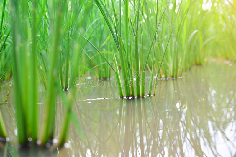 Green rice plant stock image. Image of field, rice, summer - 99753111