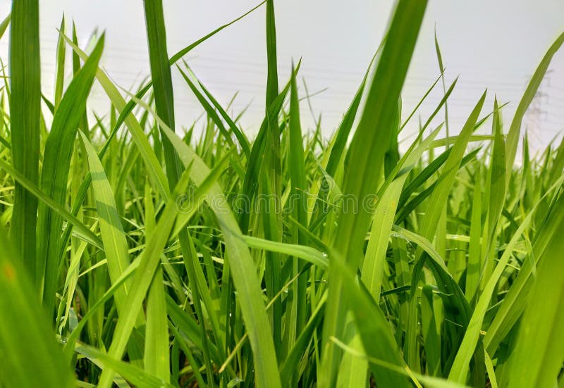 Green Rice Plant Looks so Beautiful Stock Image - Image of soil, leaf ...