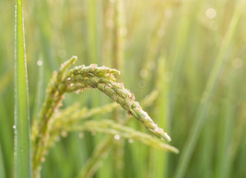 Green rice plant stock image. Image of seed, plant, nature - 125972053