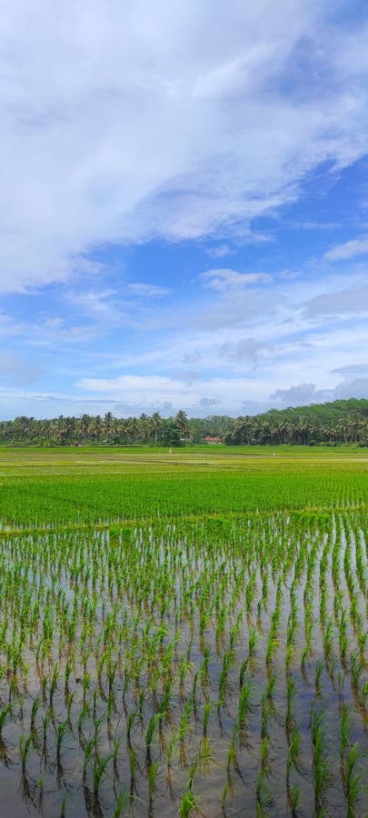 Green Rice Plant in Paddy Field with Blue Sky Stock Image - Image of ...