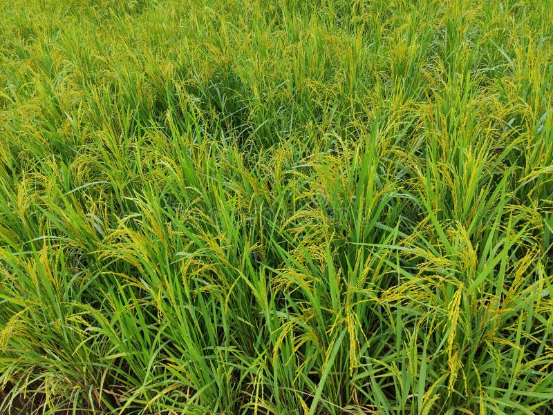 Green Rice Planted in Rice Fields Stock Image - Image of trees ...