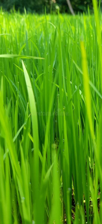 Green Rice Planting Material Stock Image - Image of cool, green: 277194499