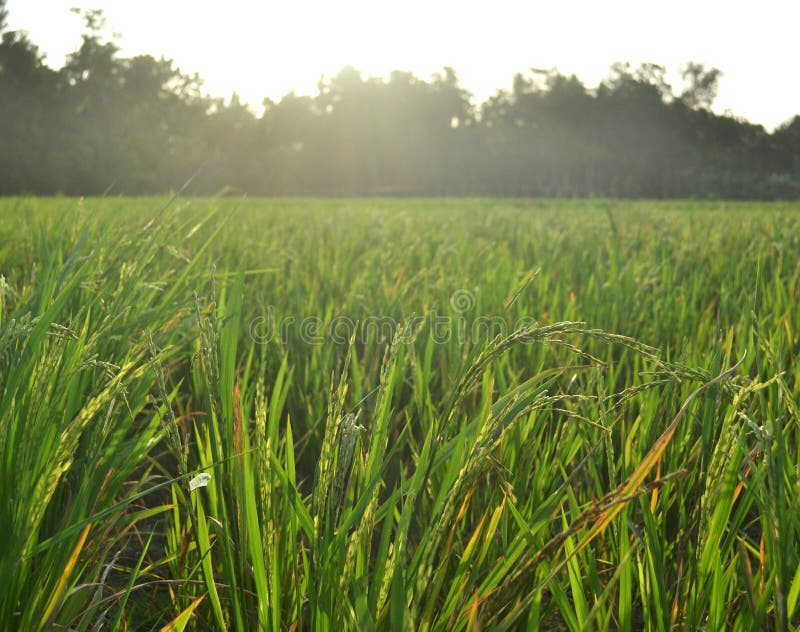 Green Rice Plants are Exposed To the Sunlight Stock Image - Image of ...