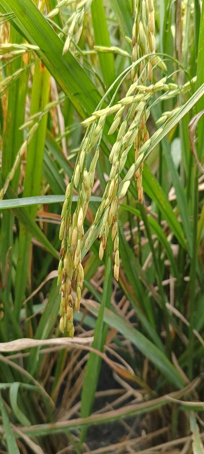 Green Rice plants farm stock photo. Image of rice, price - 274448888