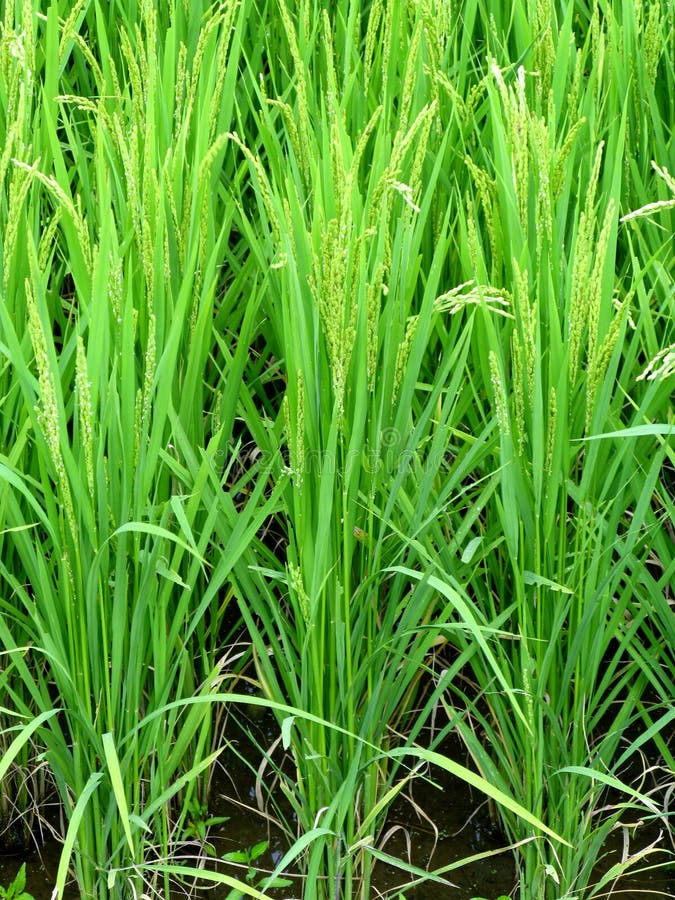 Green rice plants stock image. Image of farm, lawn, cultivation - 212078115