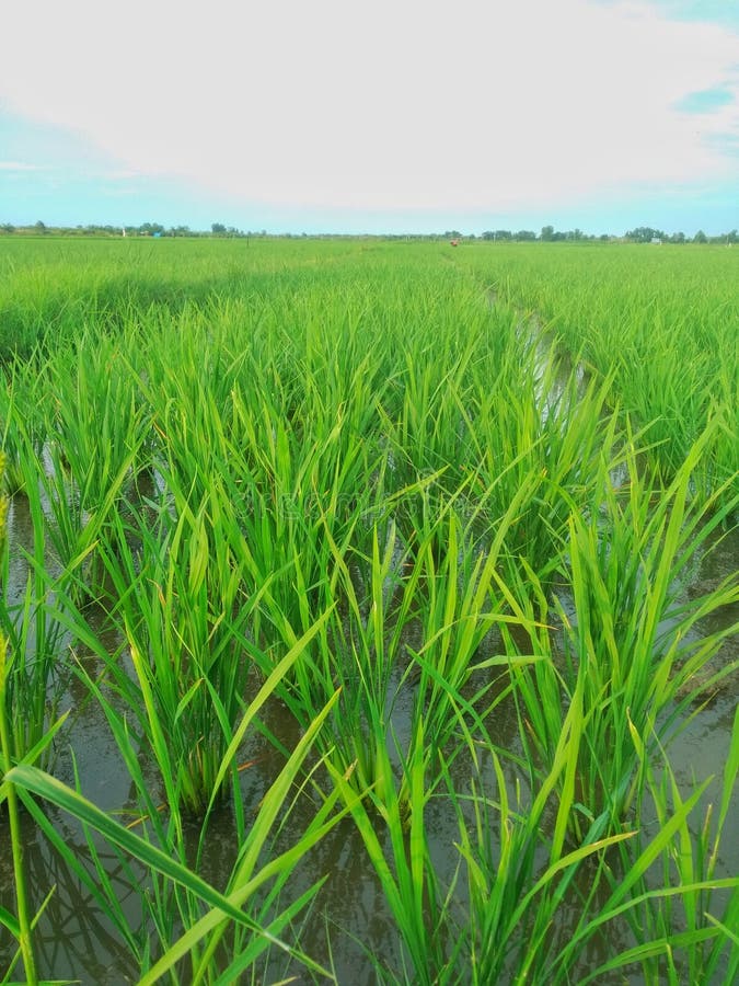Green Rice Plants in Rice Fields in Palembang, Indonesia Stock Photo ...