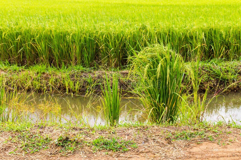 Green rice plants stock image. Image of land, fall, grains - 43037465