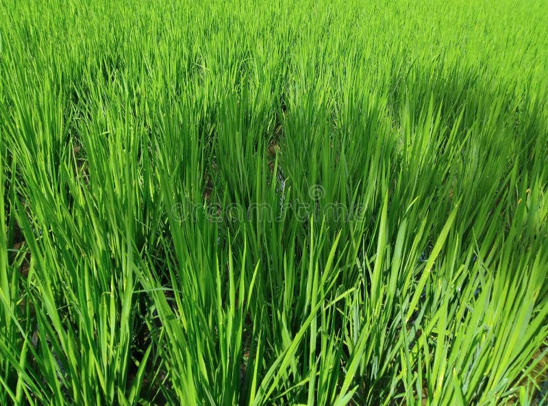 Green Rice Plants Growing in a Paddy Field. Stock Photo - Image of ...
