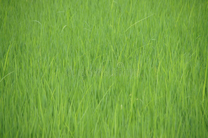 Green Rice Plants are Growing Stock Image - Image of farmers, fields ...
