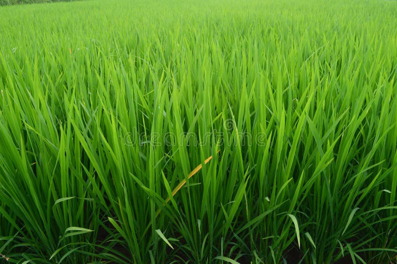 Green Rice Plants in Irrigation Fields Stock Image - Image of taste ...