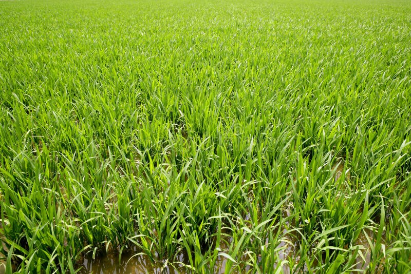Green Rice Plants in Irrigation Spring Fields Stock Image - Image of ...