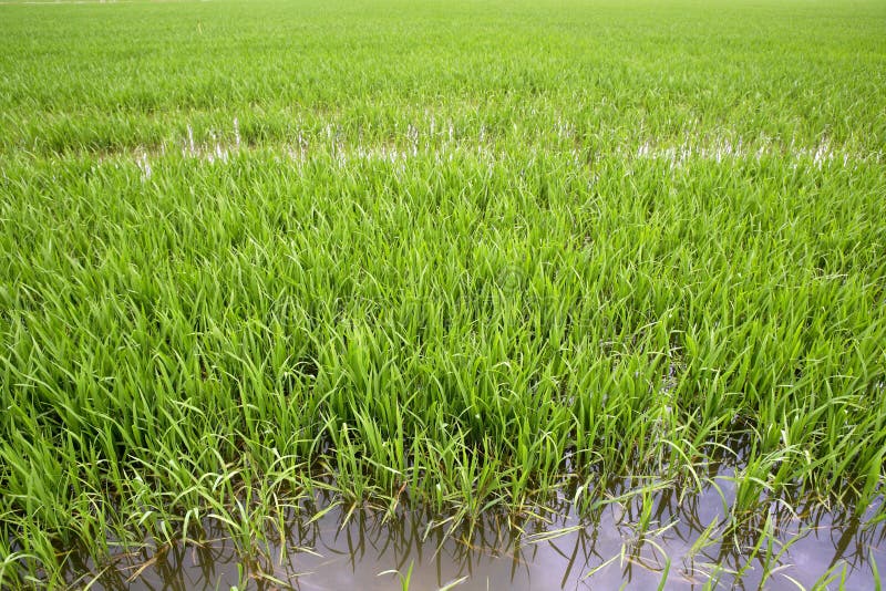 Rice Field stock photo. Image of wide, padi, angle, gathering - 16087566