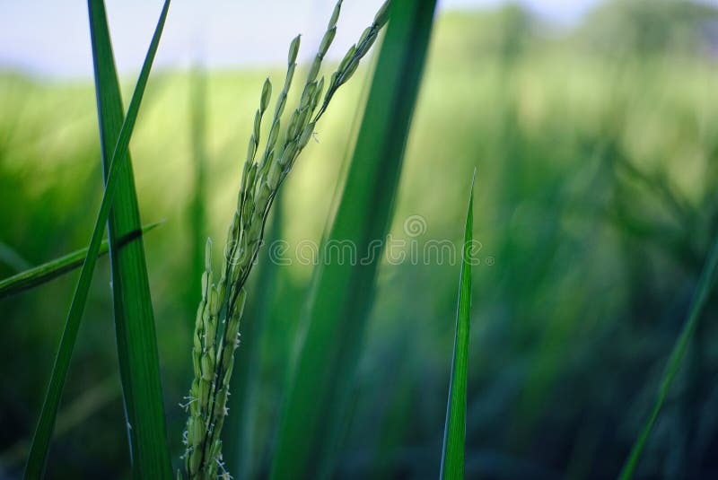 Green rice plants stock photo. Image of leaf, rice, green - 174125252