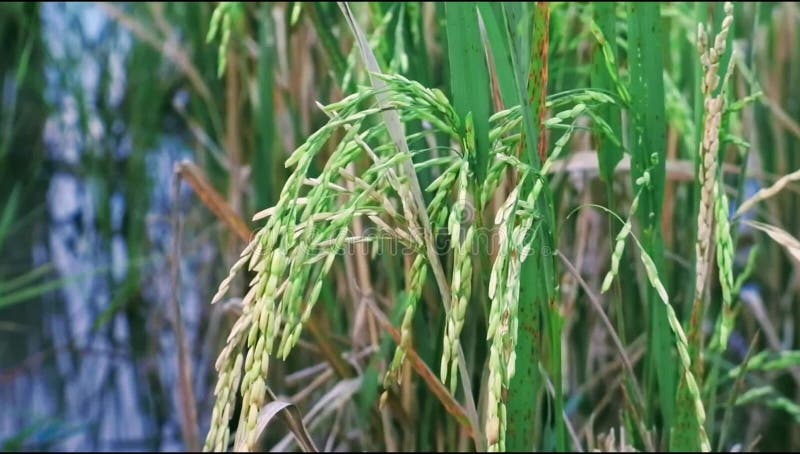 Green Rice Field Plants with Puddles of Water at Their Roots Stock ...
