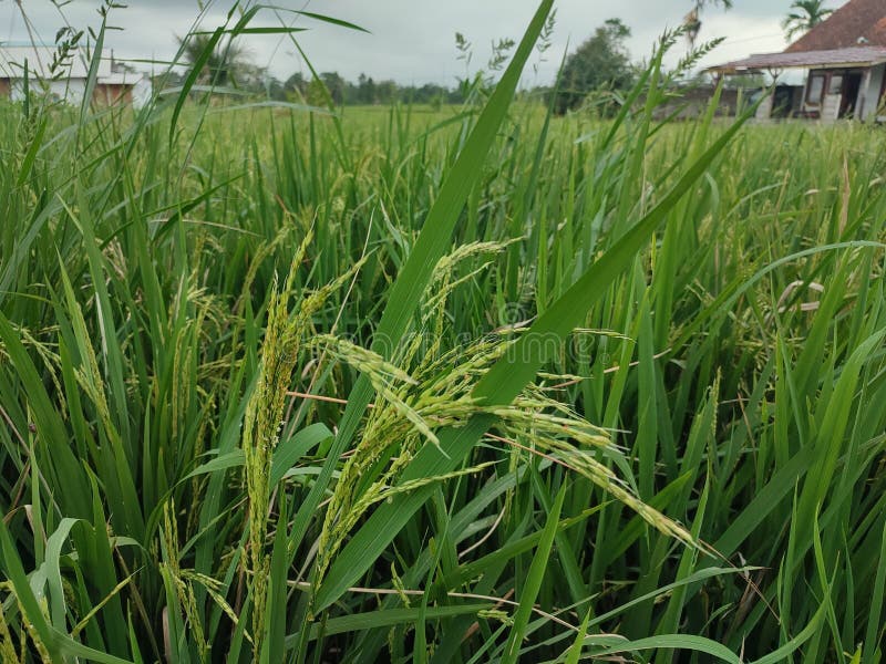 Green Rice Plants, Tasikmalaya West Java, 2 July 2023 Stock Image ...