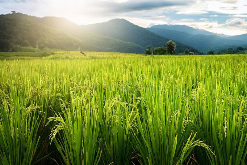 Green Rice Plants that are about To Produce Seeds Stock Image - Image ...