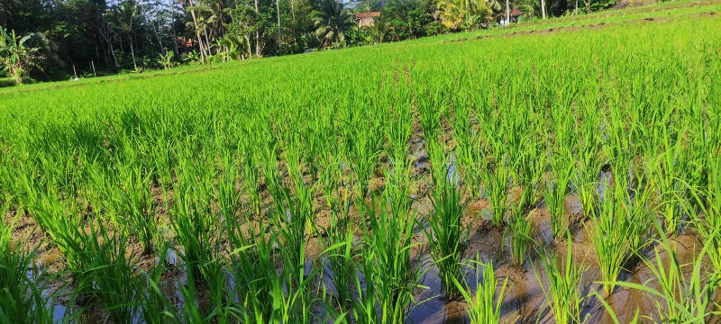 Green Rice Plants in a Vast Paddy Field Stock Image - Image of green ...
