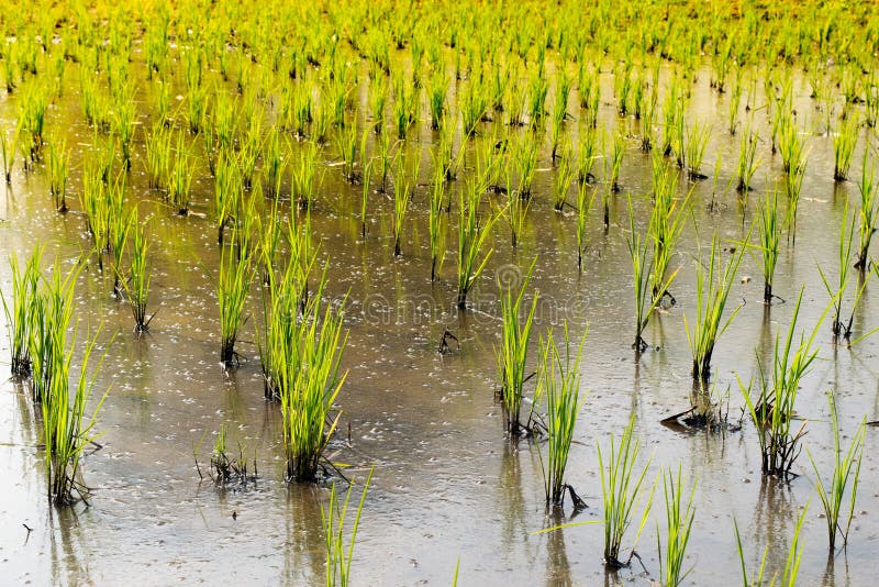 Green Rice Sapling in Cornfield - Agriculture in Thailand Stock Photo ...