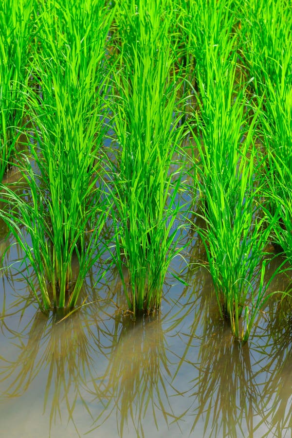 Green Rice Saplings in the Rice Field Stock Photo - Image of nature ...