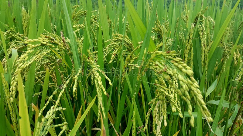 Green rice seed stock image. Image of rice, seed, harvest - 77835307