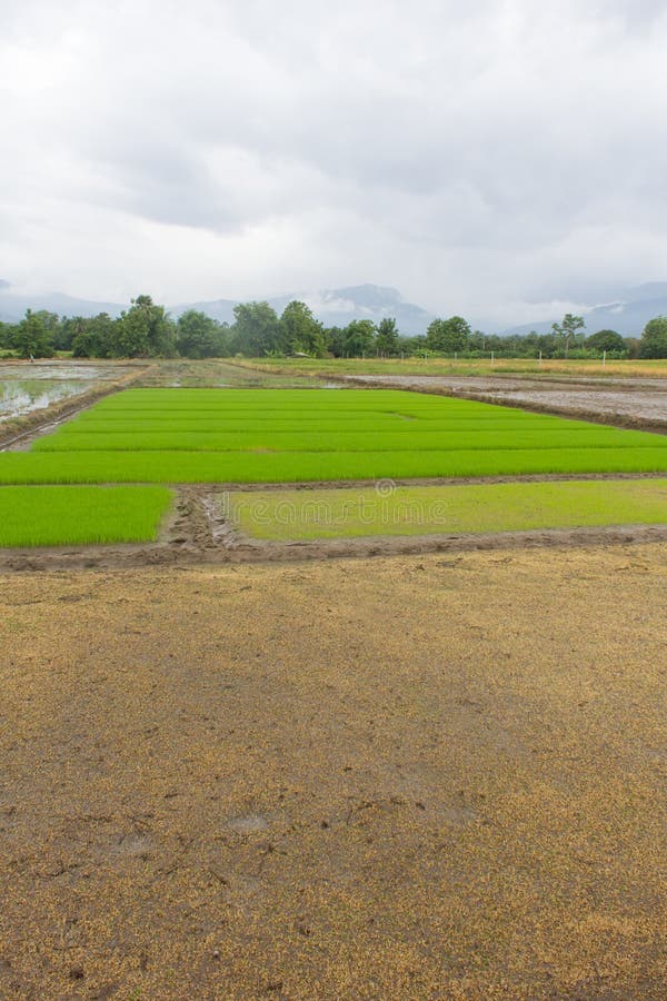 Green Rice Seedlings in Rice Field, Lanscape Stock Photo - Image of ...
