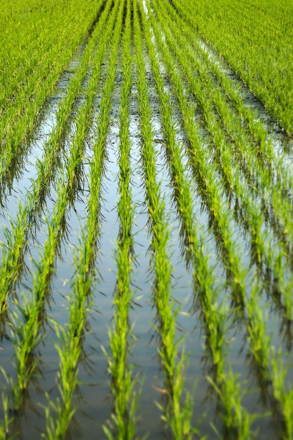 Green Rice Seedlings Have Been Planted in a Field for Rice Production ...