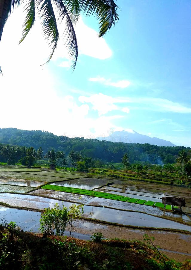 Green Rice Seeds in the Middle of Rice Fields Stock Photo - Image of ...