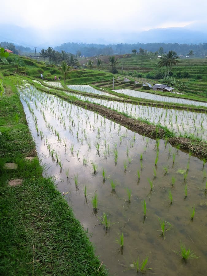 Rice Terrace Paddy Fields with Panoramic Curve Lines View, Water Stock ...