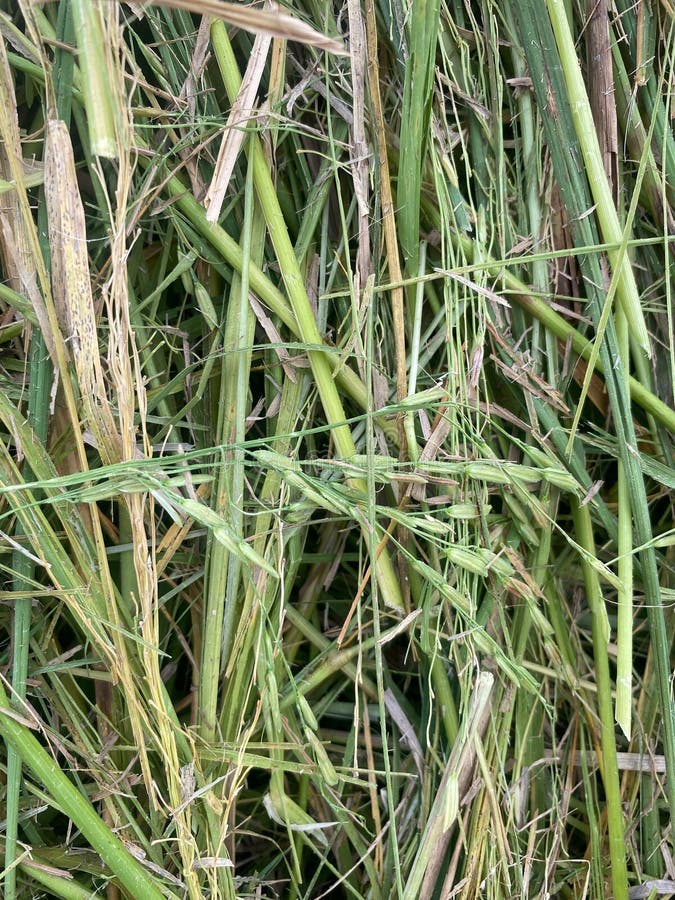 Green rice stalks stock image. Image of natural, asia - 386016569