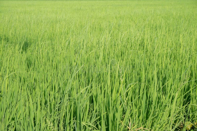 Green rice stock photo. Image of agriculturalist, fields - 45968062