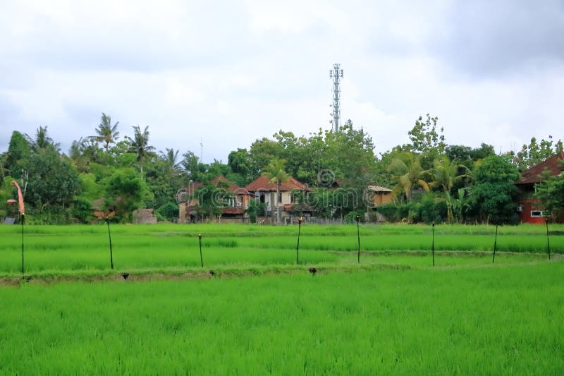 Green Rice Terrace Field in Bali, Indonesia Stock Photo - Image of ...