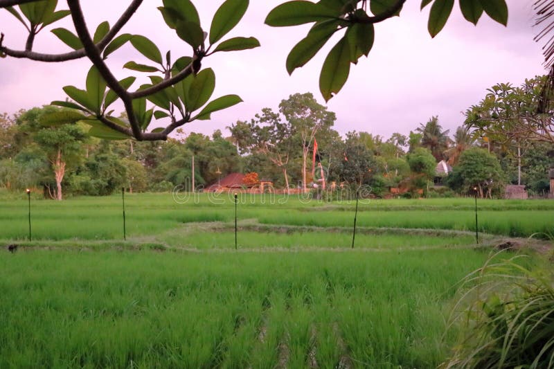Green Rice Terrace Field in Bali, Indonesia Stock Photo - Image of ...