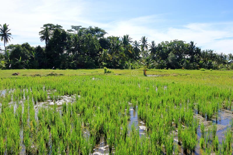 Green Rice Terrace Field in Bali, Indonesia Stock Photo - Image of ...