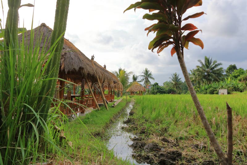 Green Rice Terrace Field in Bali, Indonesia Stock Photo - Image of ...