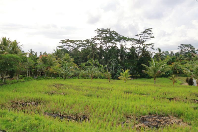 Green Rice Terrace Field in Bali, Indonesia Stock Photo - Image of ...