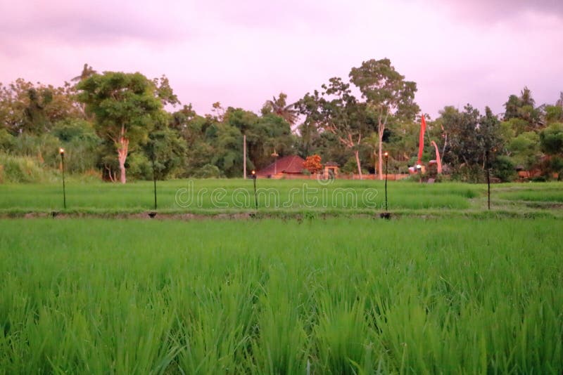 Green Rice Terrace Field in Bali, Indonesia Stock Photo - Image of ...