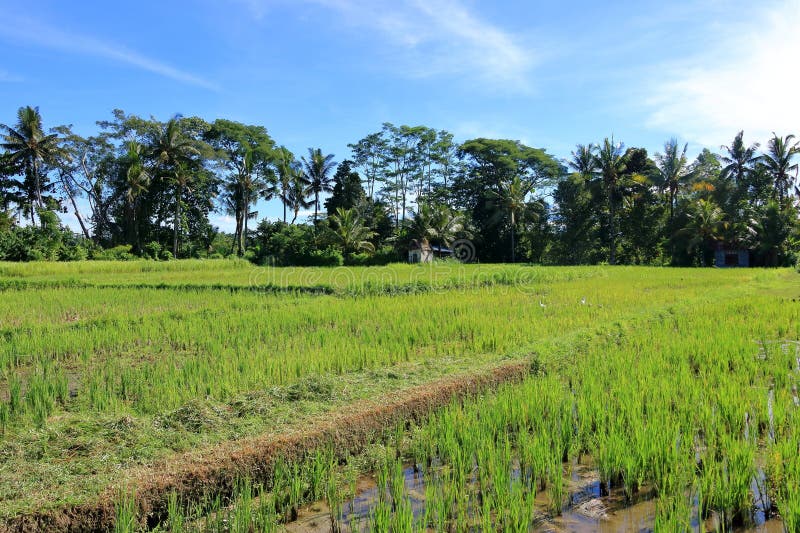 Green Rice Terrace Field in Bali, Indonesia Stock Photo - Image of ...