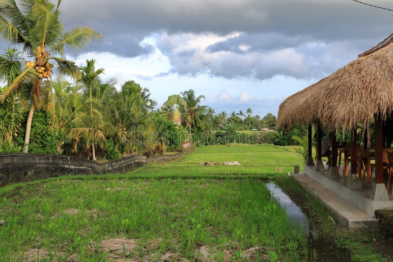 Green Rice Terrace Field in Bali, Indonesia Stock Photo - Image of ...