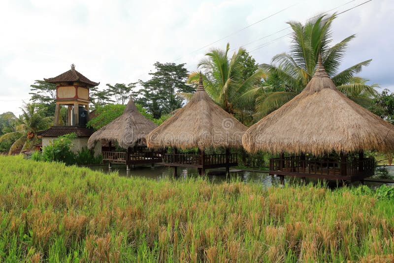 Green Rice Terrace Field in Bali, Indonesia Stock Photo - Image of ...