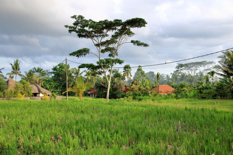 Green Rice Terrace Field in Bali, Indonesia Stock Image - Image of ...