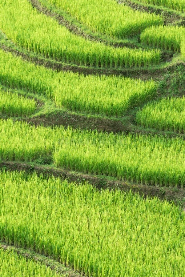 Green rice in paddy fields stock image. Image of rice - 100909919
