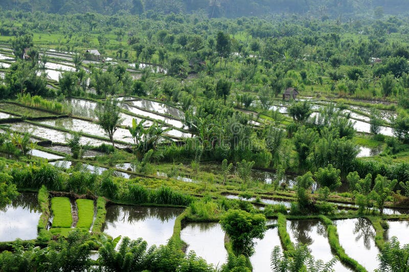 Green Rice Terraces Picture. Image: 16351732
