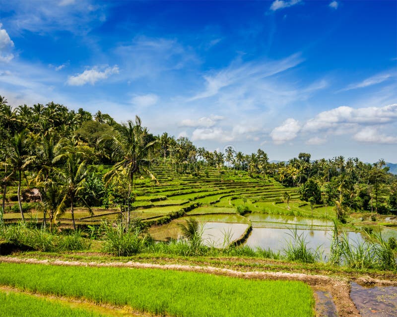 Green rice terraces stock photo. Image of bali, asian - 284268238