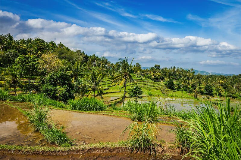 Green rice terraces stock image. Image of landmark, scenics - 300605599