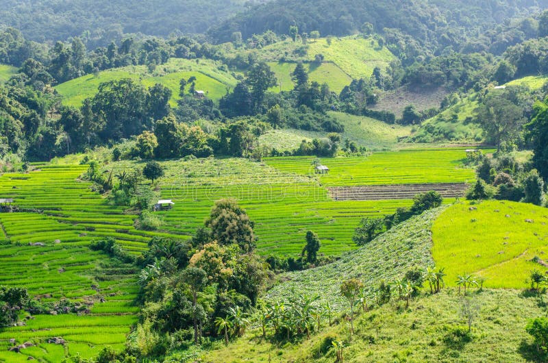 Green Rice Terraces in the Midst of the Natural Forest Stock Image ...
