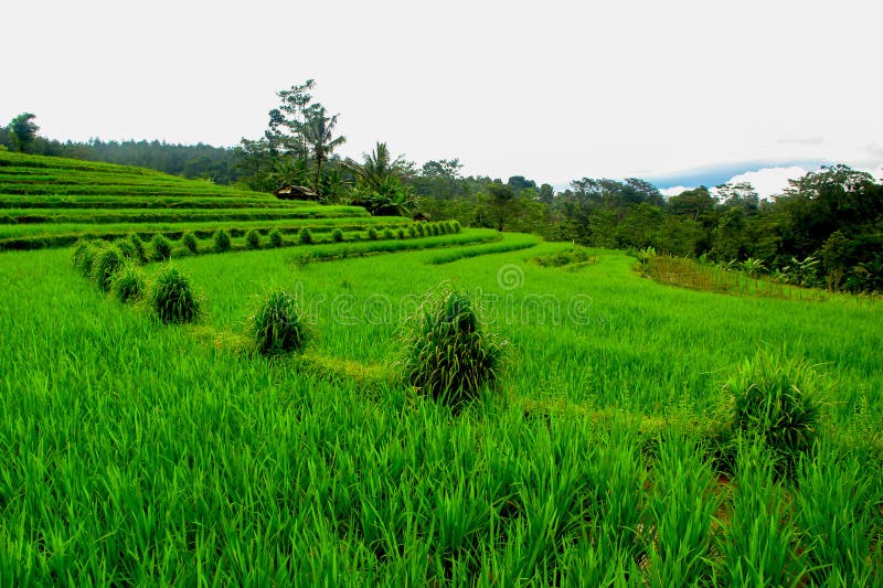 Green Rice Terraces Landscape with Rows of Grass, Bali Stock Photo ...