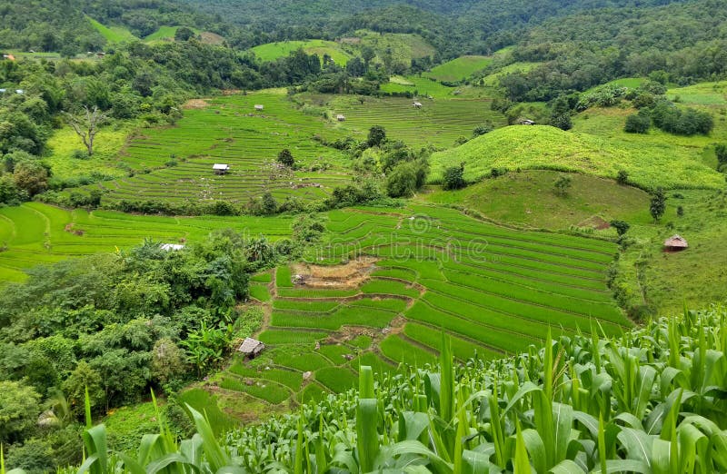 Green Rice Terraces stock photo. Image of green, hill - 43470874