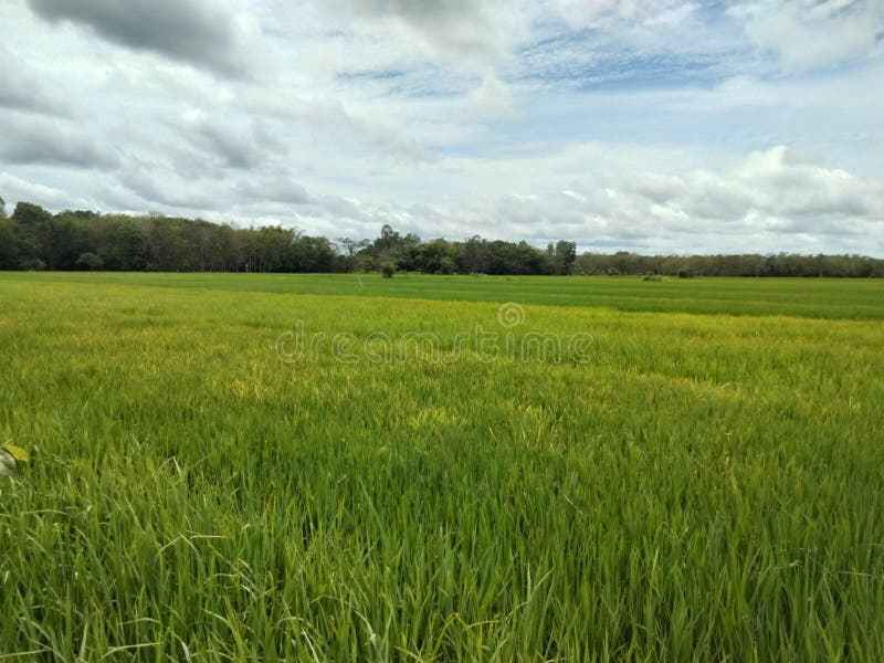 Green Rice in Traditional Paddy Fields Stock Photo - Image of rice ...