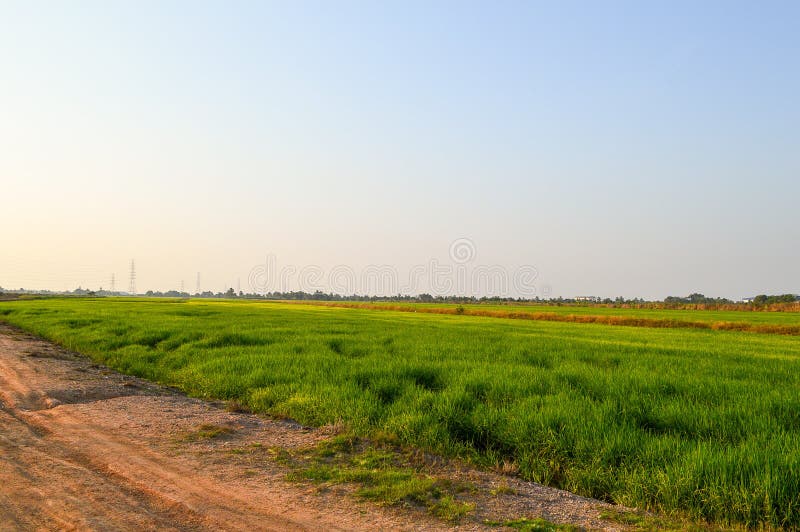 Green rice tree in country stock photo. Image of growth - 111278048
