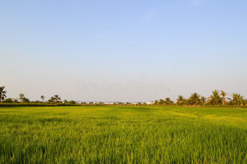 Green rice tree in country stock image. Image of cereal - 111284401